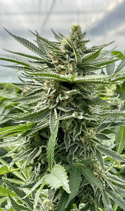 Cereal Milk Strain: Everything You Need to Know